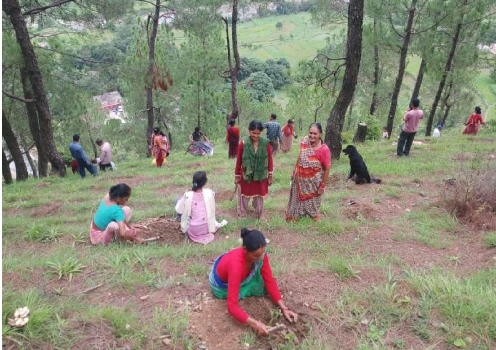 Eco-Restoration Models for Forest Rehabilitation – UTTARAKHAND FOREST ...